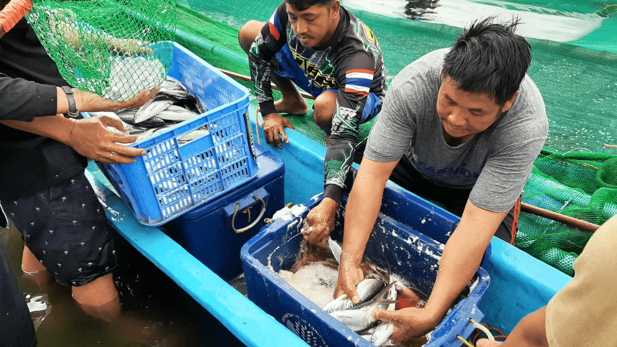 Fisherfolk group successfully grows bangus in floodwaters