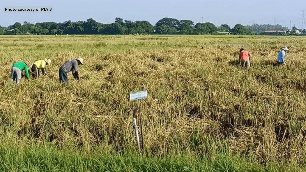 Mga magsasaka sa Nueva Ecija, pinaghahanda sa parating na Bagyong ‘Pepito’