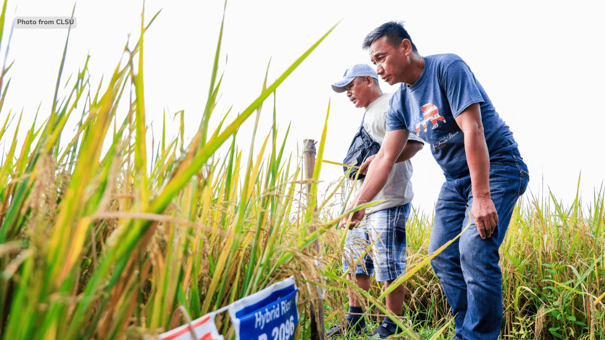 Rice varieties, tampok sa Hybrid Rice Harvest Derby sa CLSU